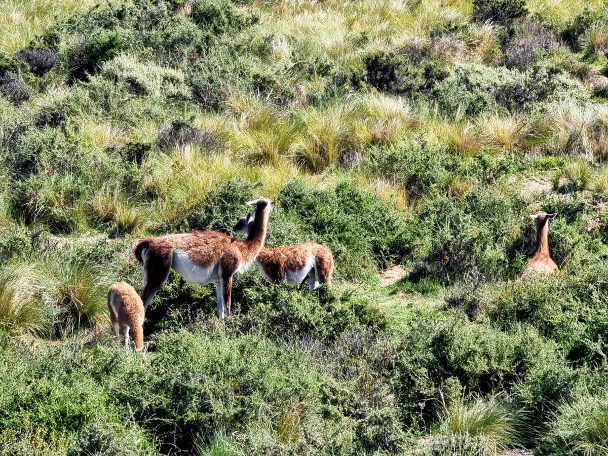 Observer les manchots - Punta Tombo & Péninsule de Valdés
