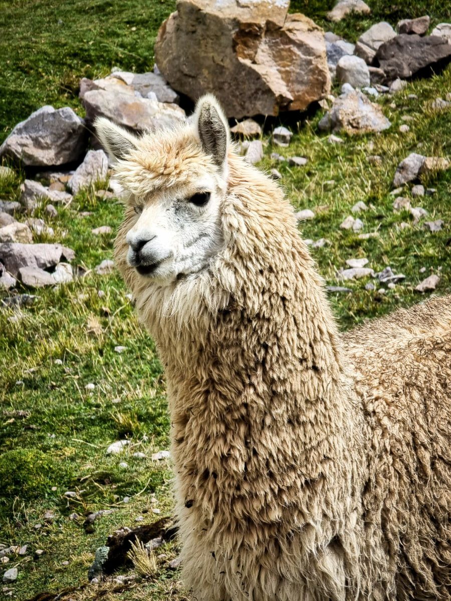 Le trek de l'Ausangate en autonomie en passant par Vinicunca