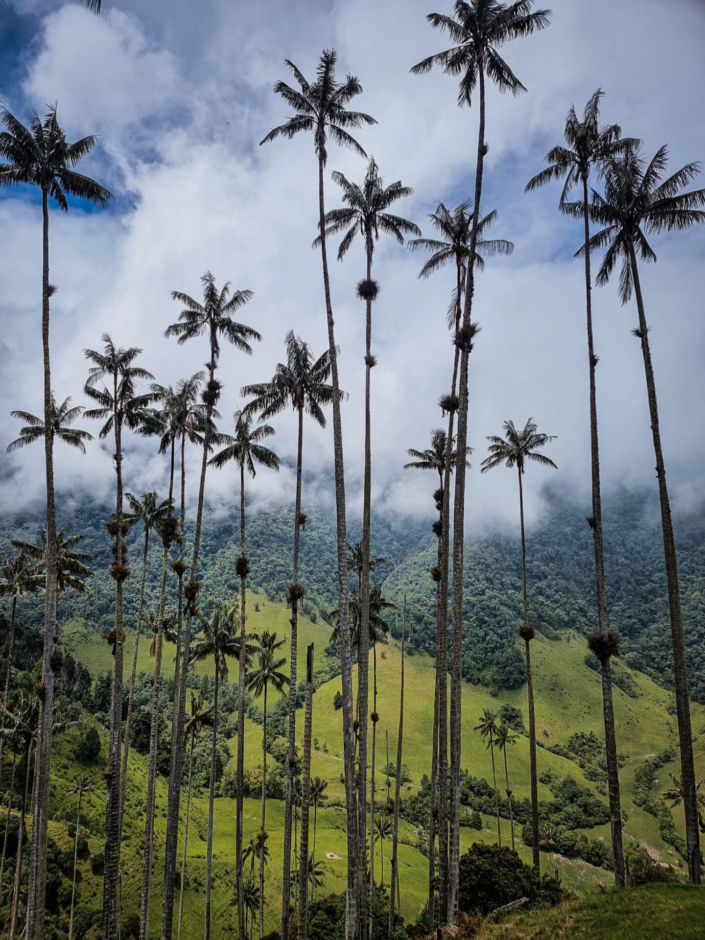 Découvrir la région du café en Colombie, le triangle du café