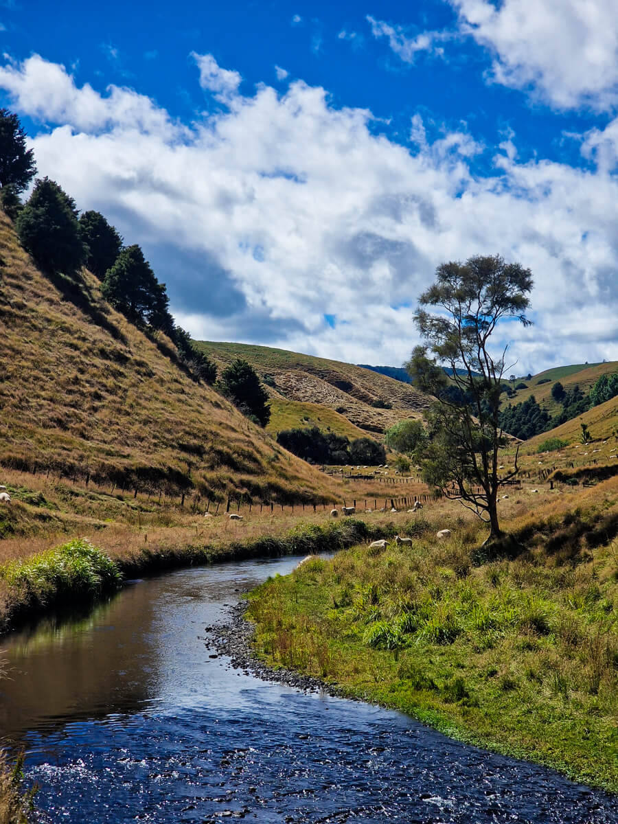 Te Araroa - Section 2 : Auckland à Taumarunui (600 à 1 052 km)